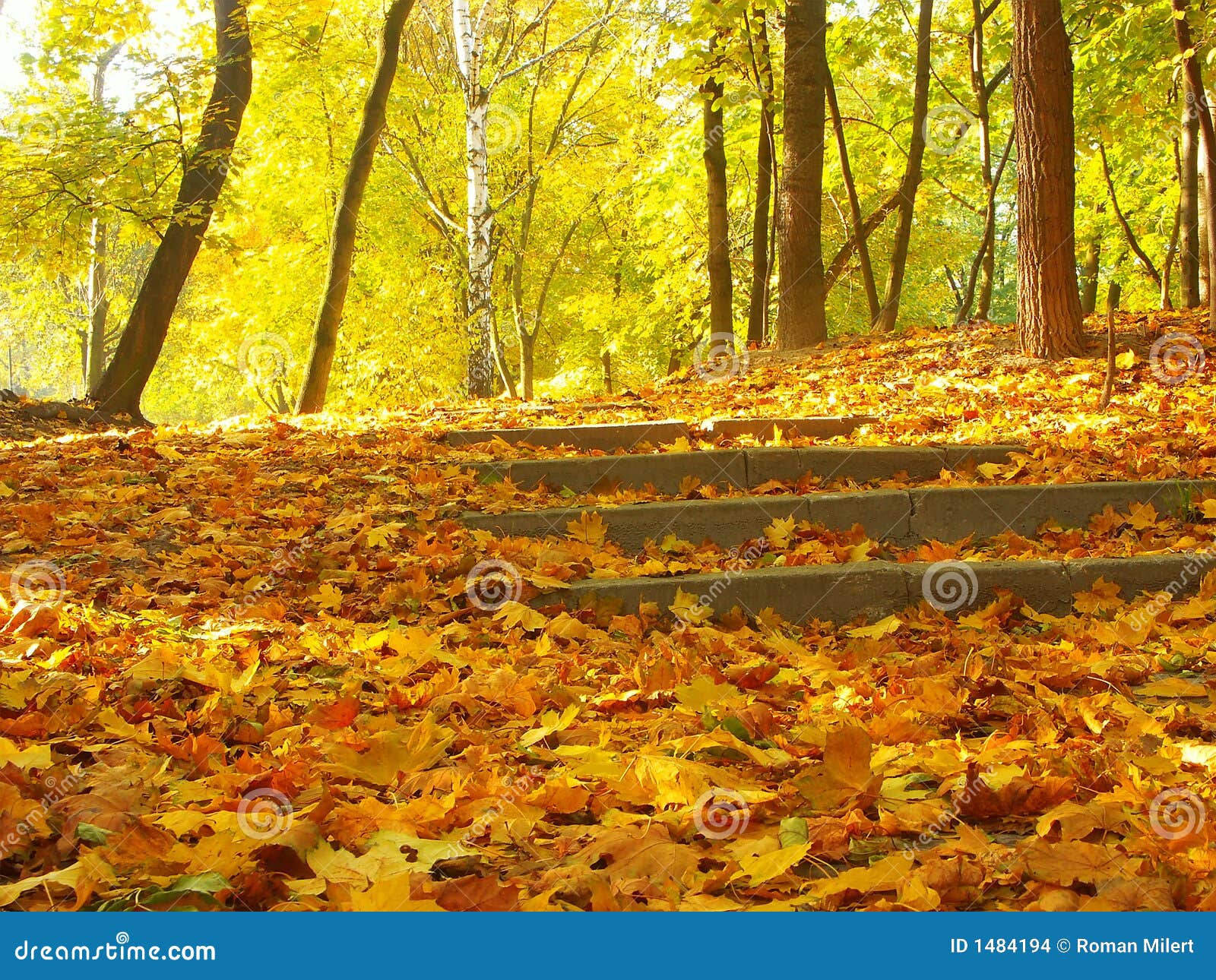 Fall in the park stock photo. Image of color, stone, nature - 1484194