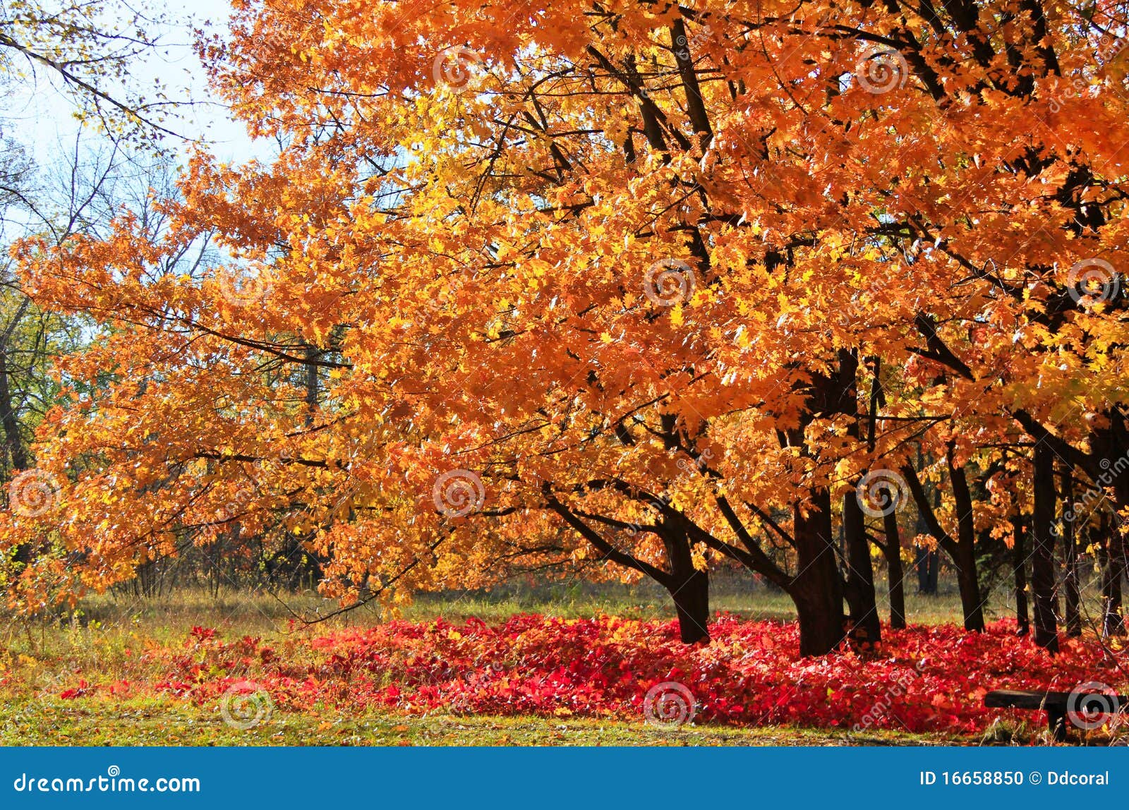 Fall in a park stock photo. Image of countryside, autumn - 16658850