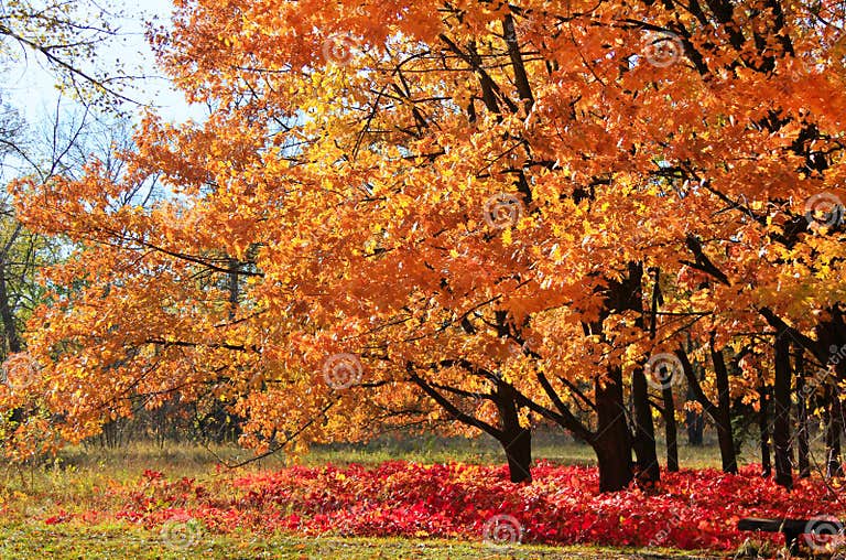 Fall in a park stock photo. Image of countryside, autumn - 16658850