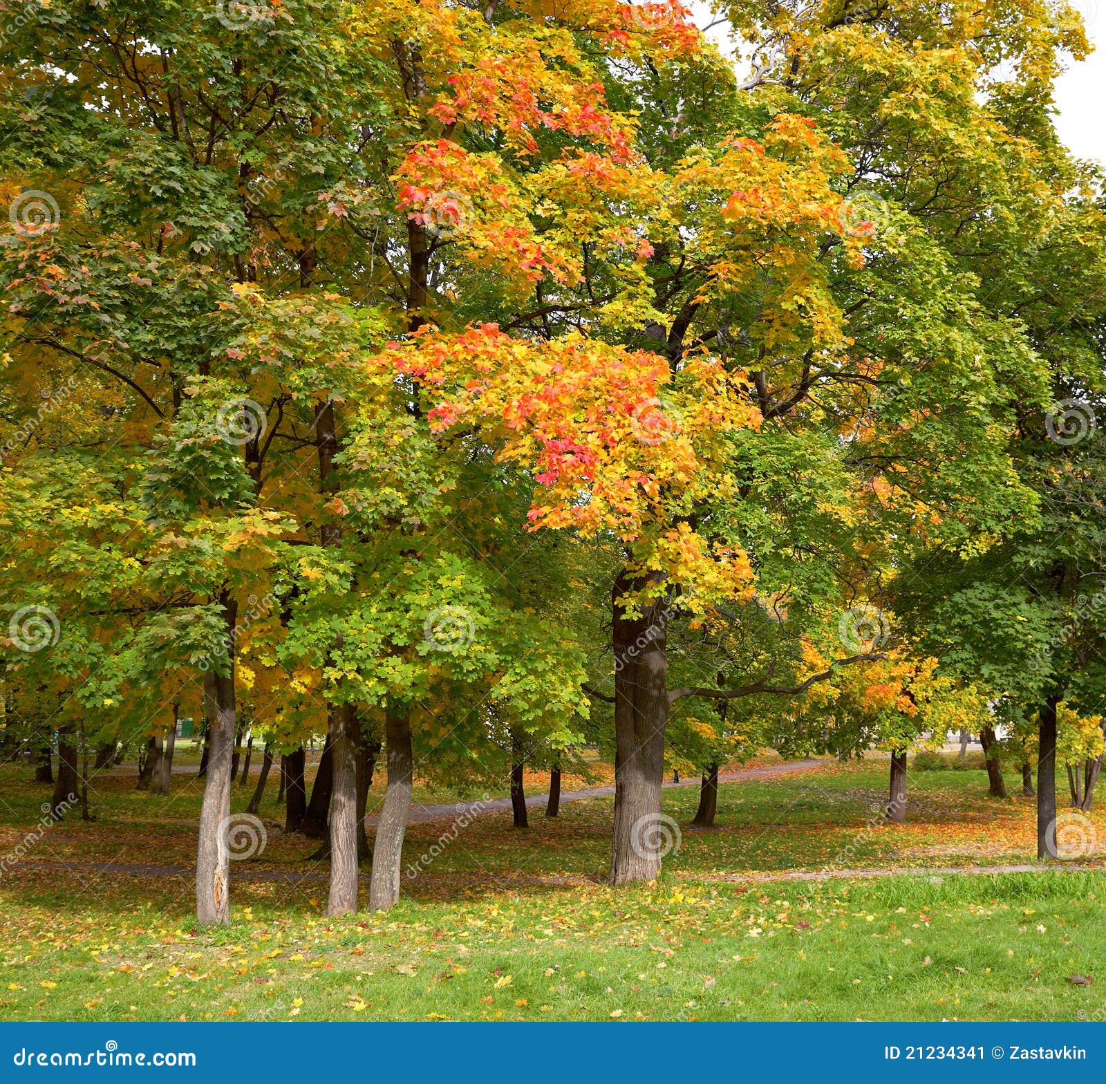 Fall in the Park stock image. Image of park, september - 21234341