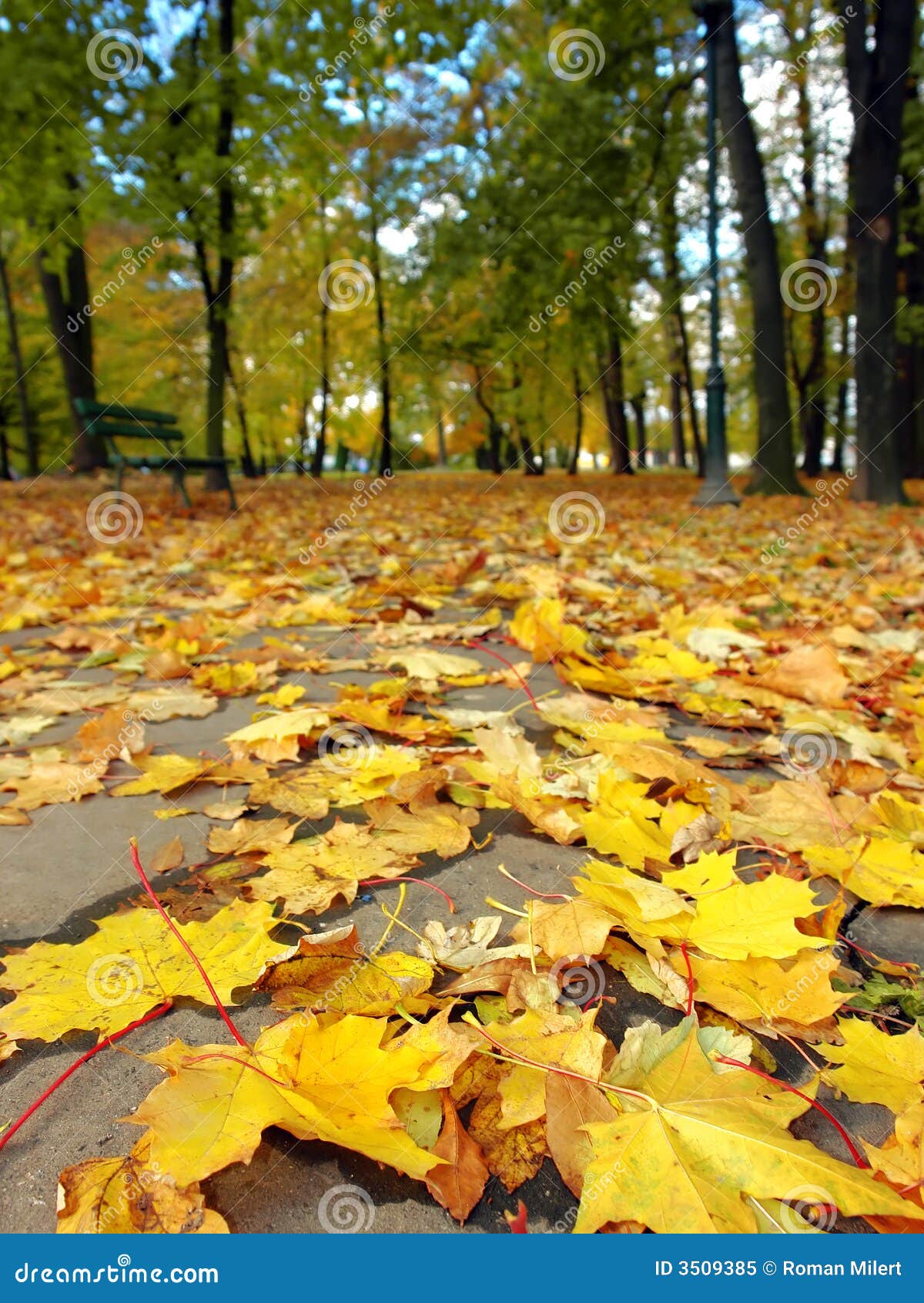 Fall in park stock image. Image of cover, beautiful, landscape - 3509385
