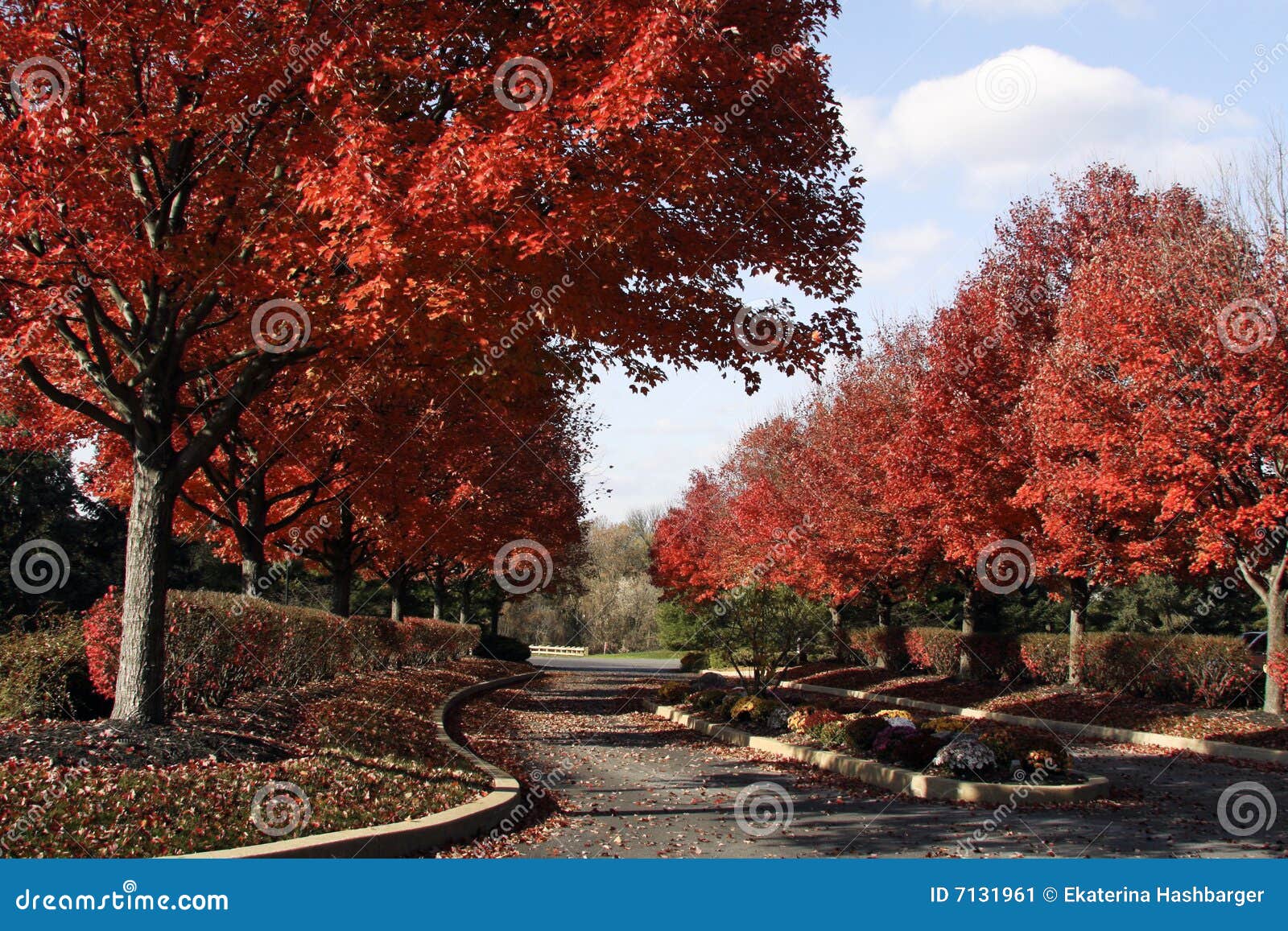 Fall in the park stock image. Image of fresh, landscape - 7131961