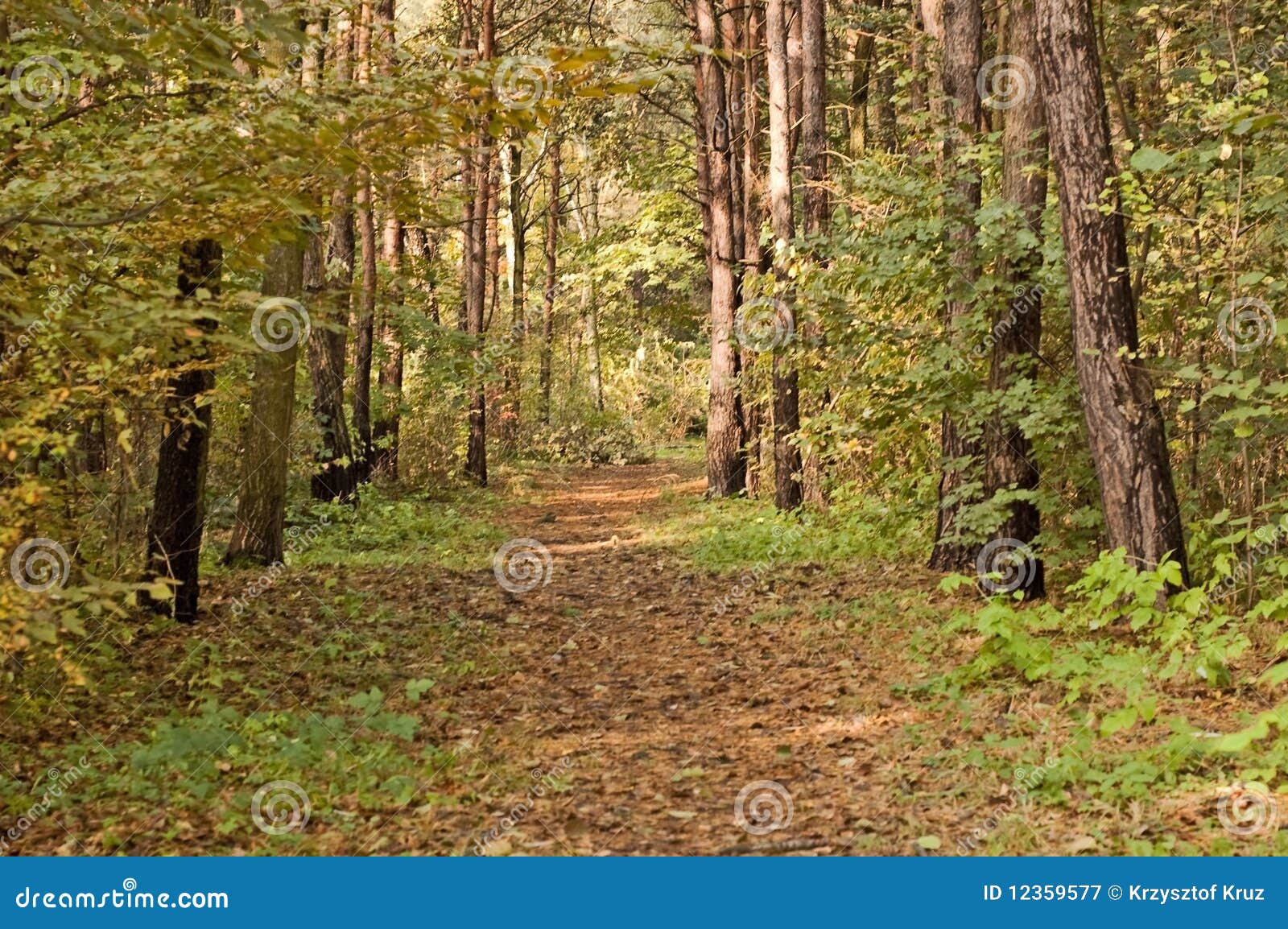 Fall park,alley stock image. Image of nature, sunny, outdoor - 12359577