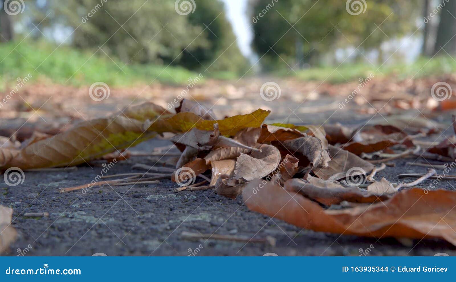 Fall in the Park, Yellow Leaves Falling Off the Tree Stock Footage ...