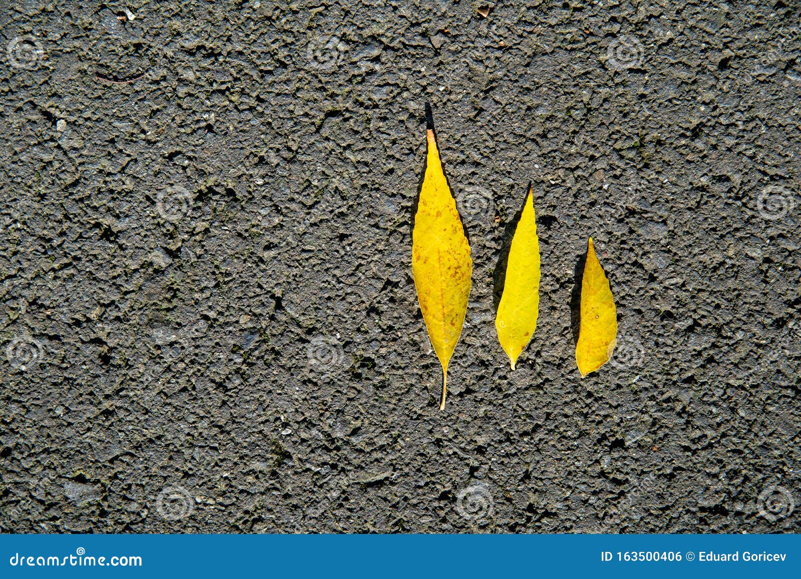 Fall in the Park, Yellow Leaves Falling Off the Tree Stock Photo ...