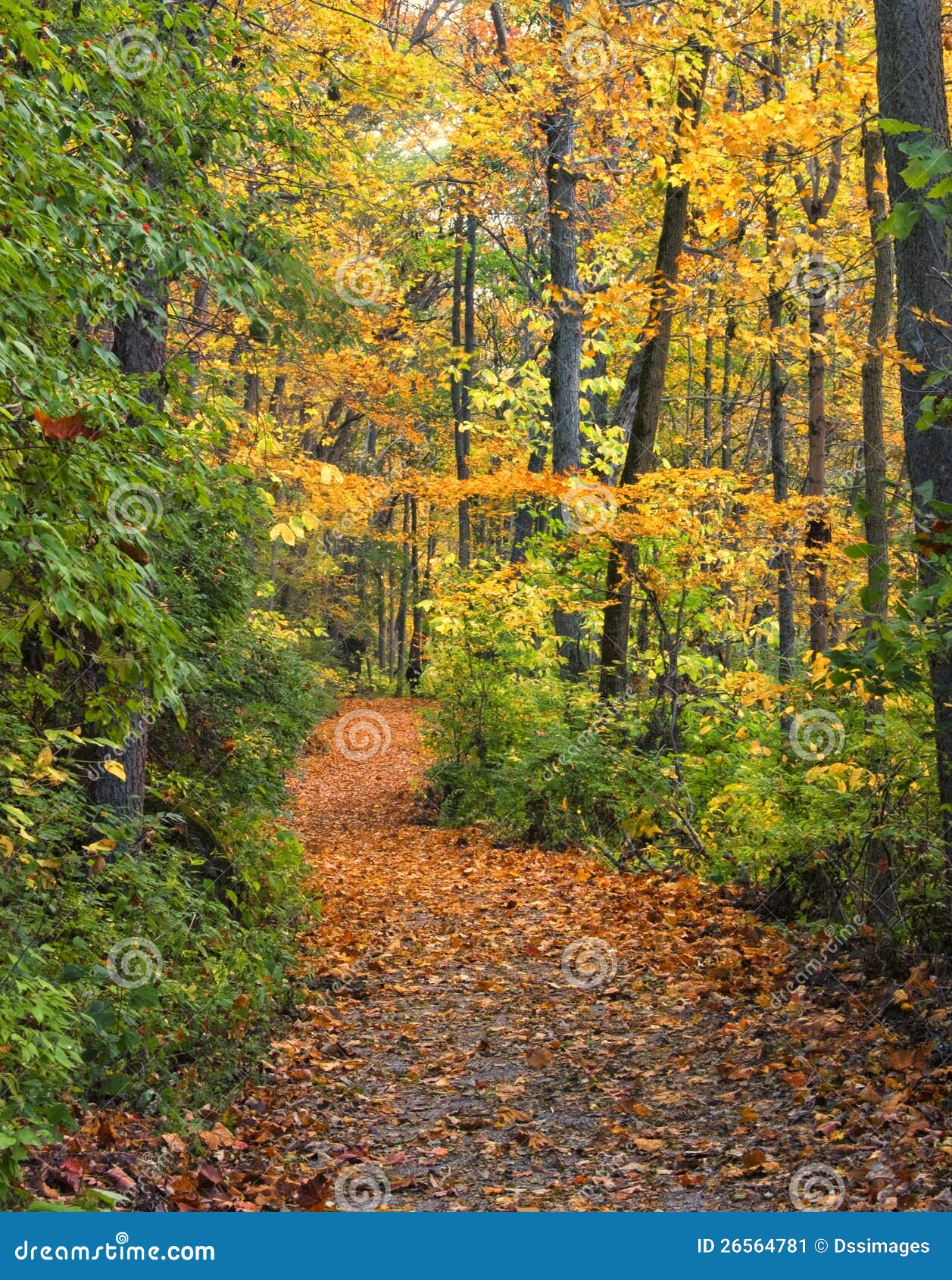 A Fall Path stock image. Image of pathway, foliage, park - 26564781