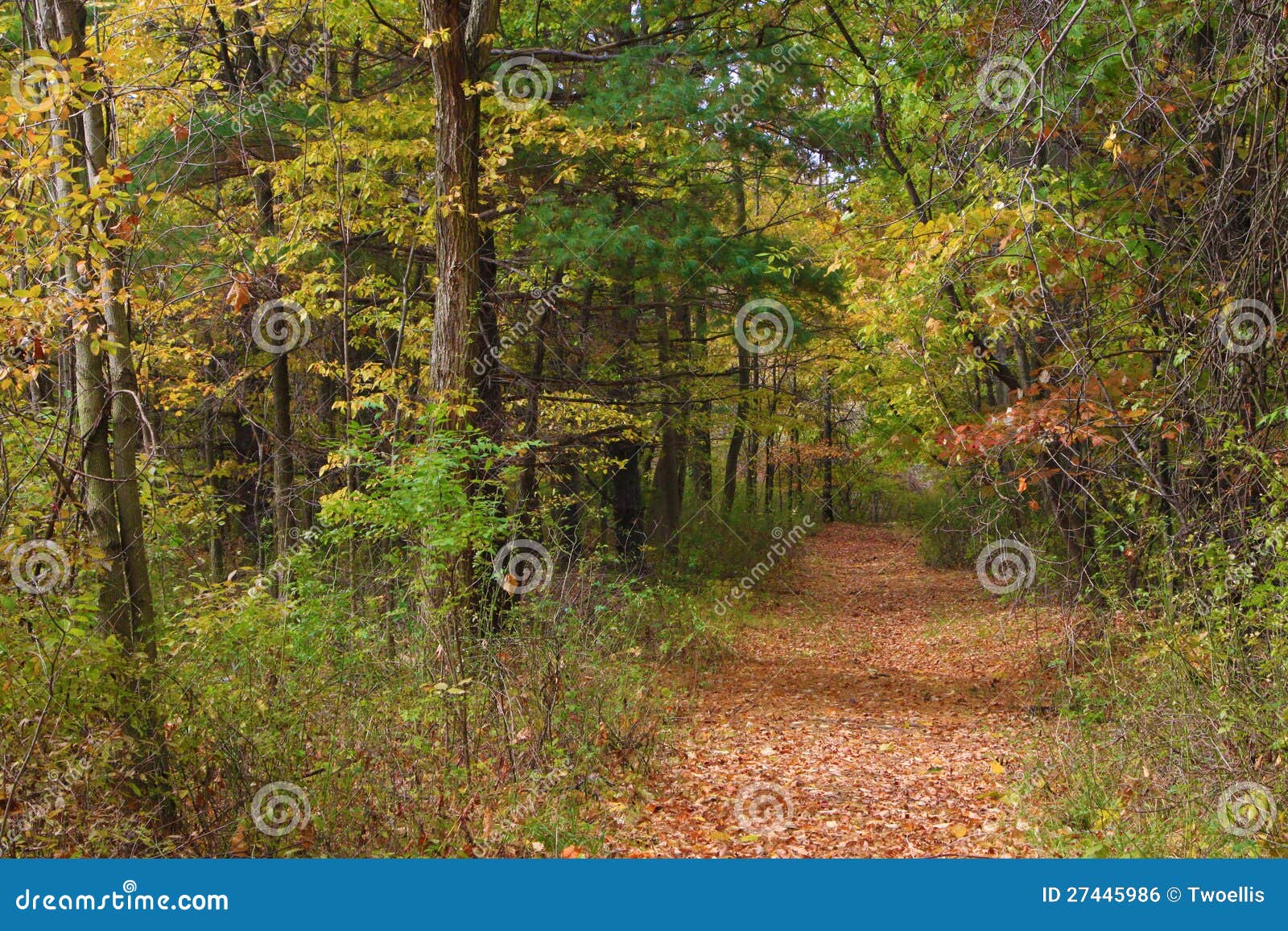 Fall Path stock photo. Image of background, view, trees - 27445986