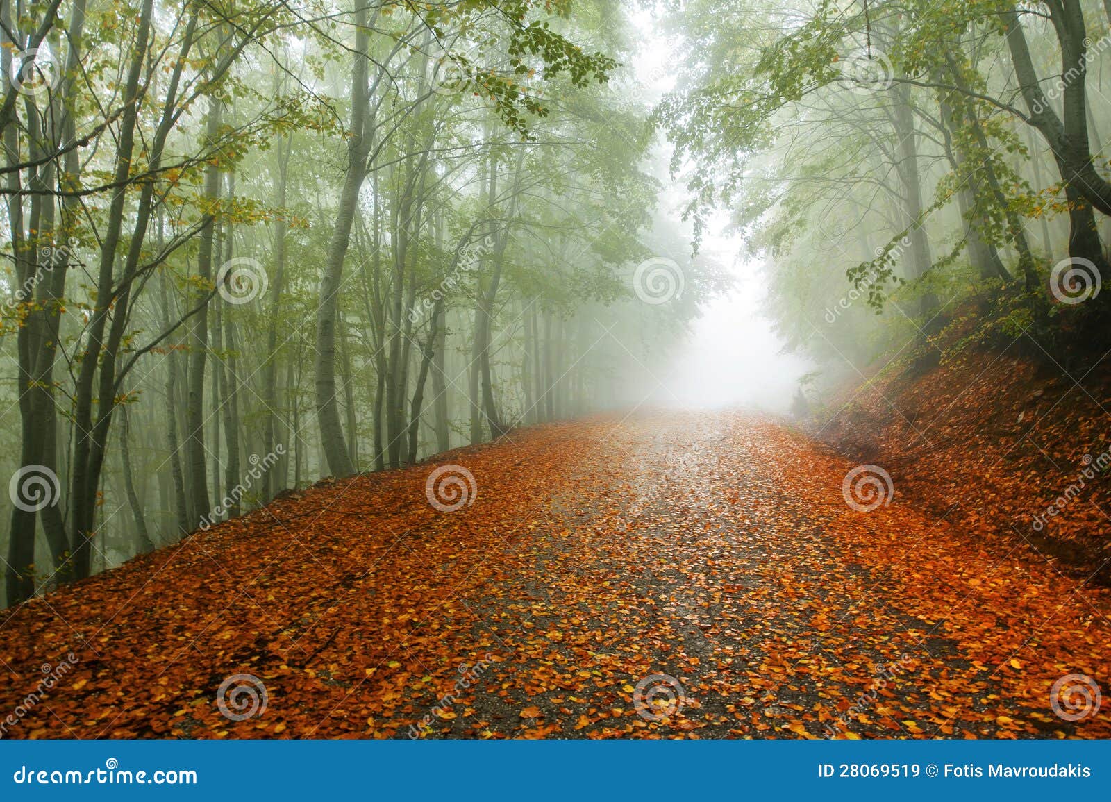 Fall path stock image. Image of hike, forest, colourful - 28069519