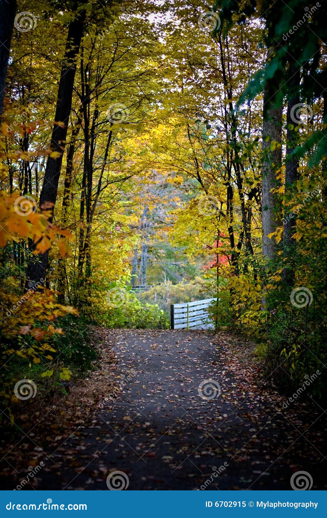 Fall path stock image. Image of peaceful, moody, autumn - 6702915