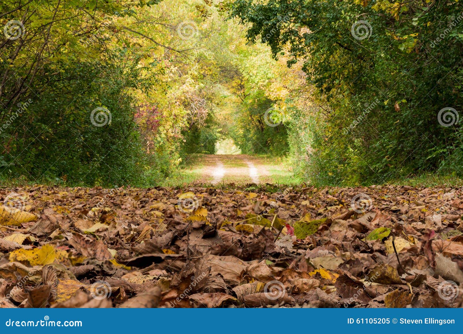 Fall Path Covered in Leaves Stock Image - Image of beauty, outdoor ...