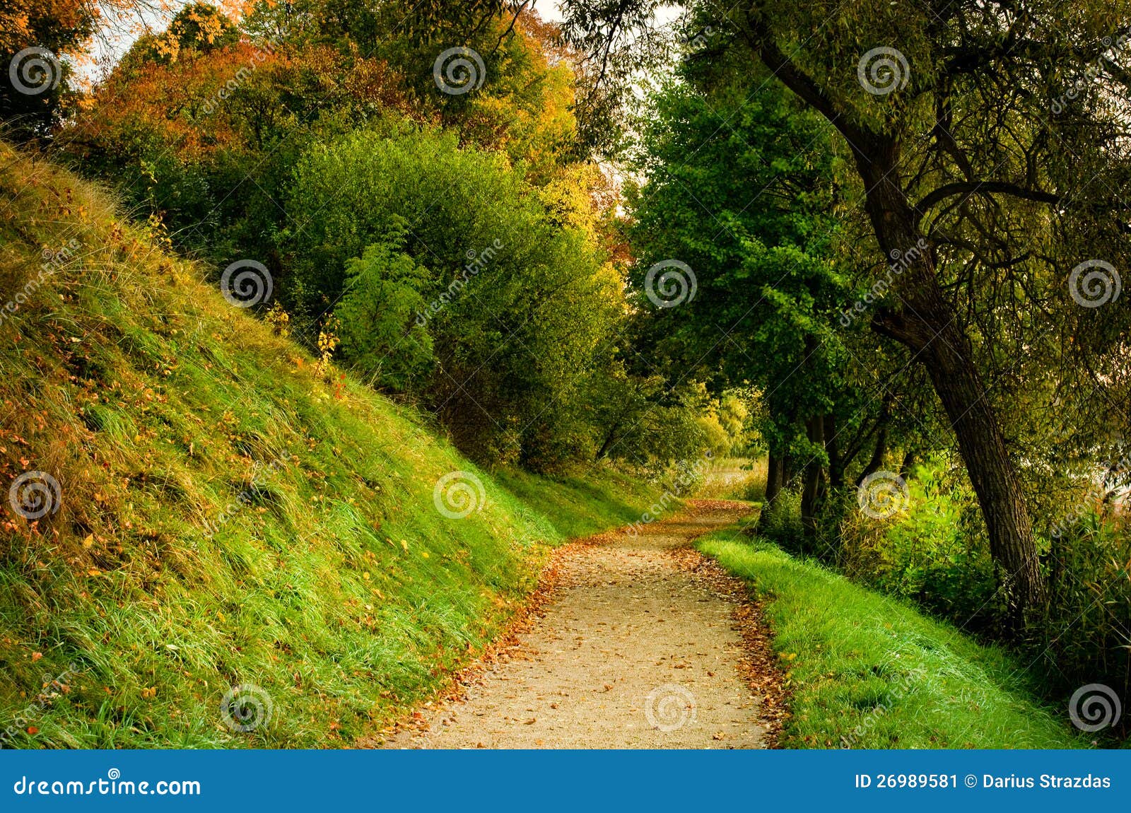 Fall path in forest stock image. Image of leaf, grass - 26989581