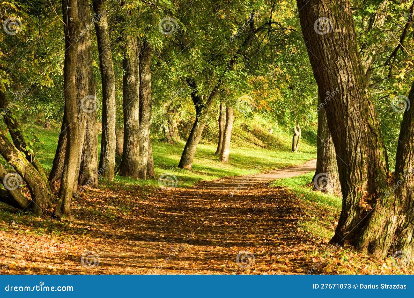 Fall path in forest stock image. Image of nature, maple - 27671073