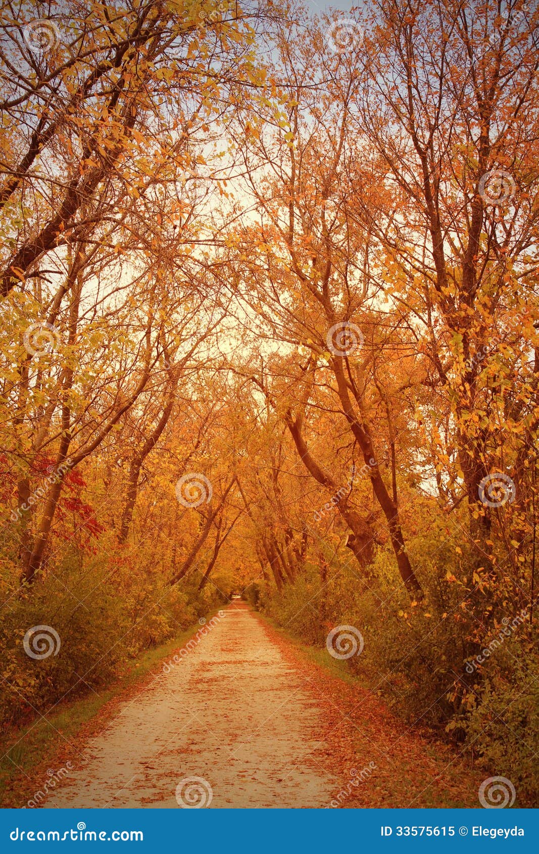 Fall path stock image. Image of forest, flora, outside - 33575615