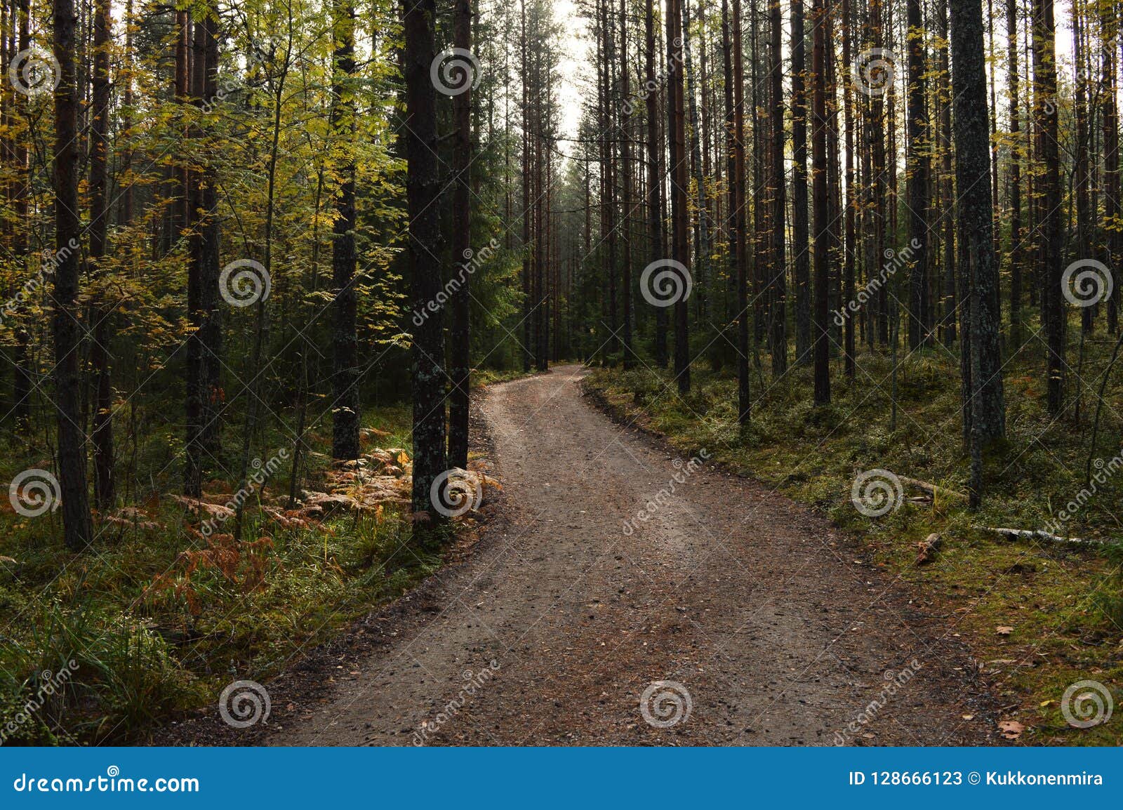 Fall Path in the Nature Park Stock Image - Image of beautiful, spring ...