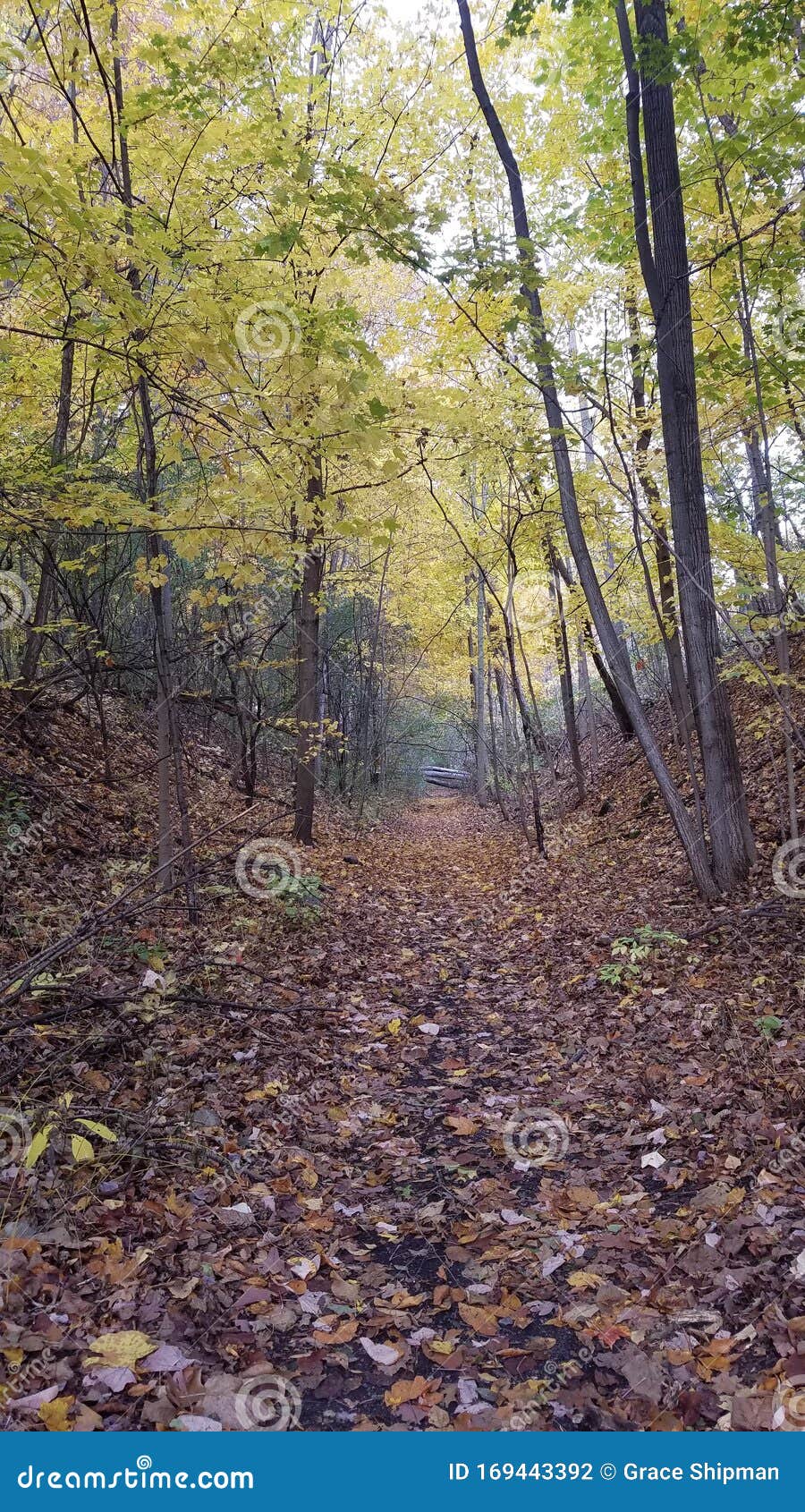 Fall path in woods stock photo. Image of yellow, path - 169443392