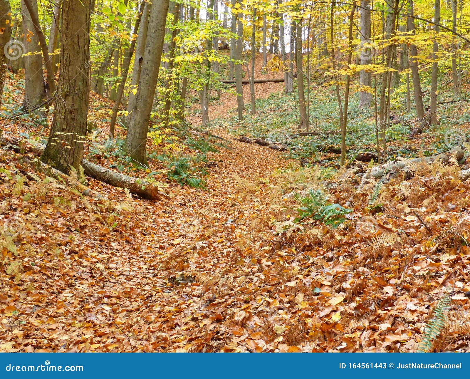 Fall Path in the Woods stock image. Image of details - 164561443