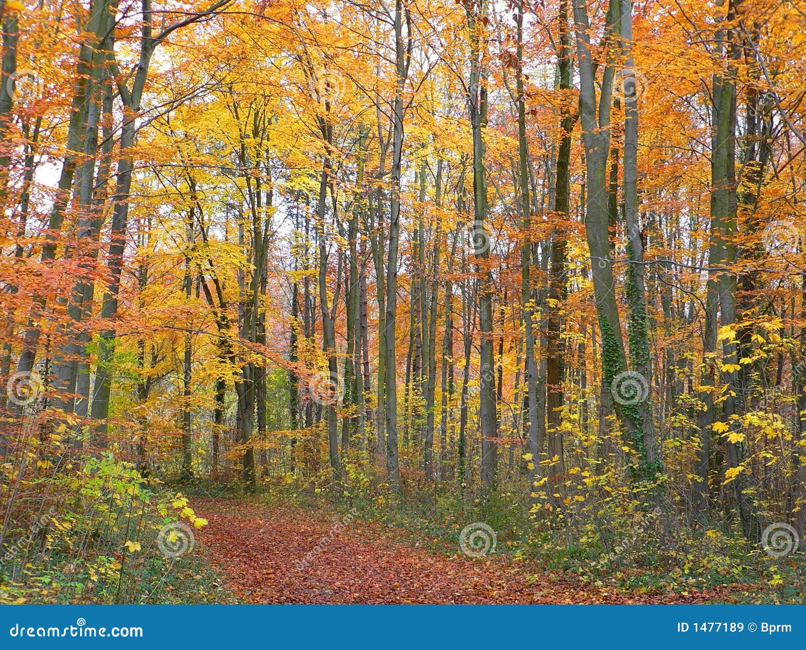 Fall Pathway Picture. Image: 1477189