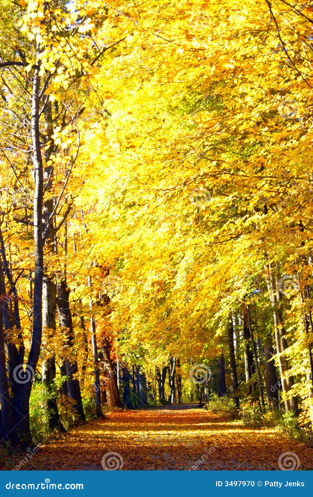 Fall Pathway stock photo. Image of gold, walkway, beautiful - 3497970