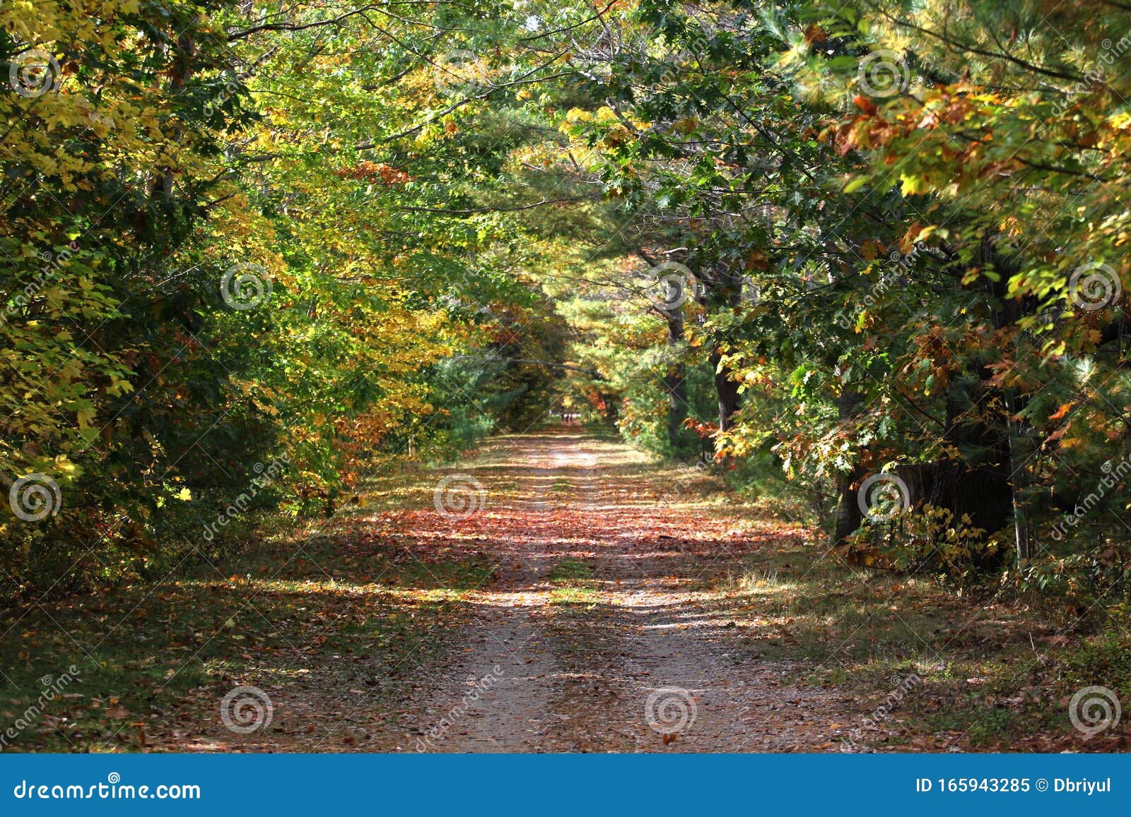 Fall Pathway with Colorfull Leaves and Trees Stock Image - Image of ...