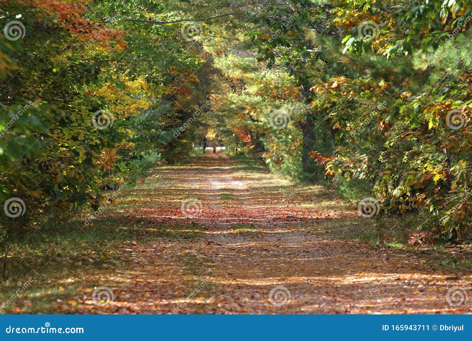 Fall Pathway With Trees And Leaves On Floor Royalty-Free Stock Image ...