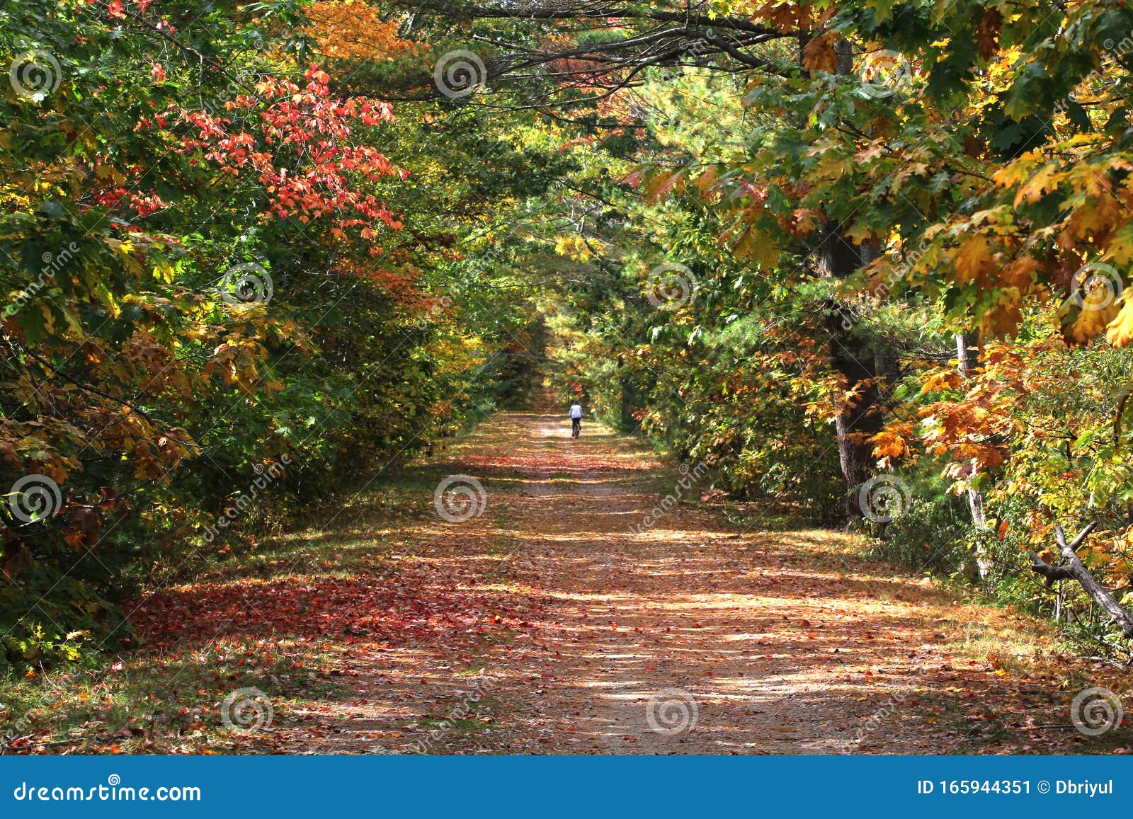 Fall Pathway with Colorfull Leaves and Trees Stock Image - Image of ...