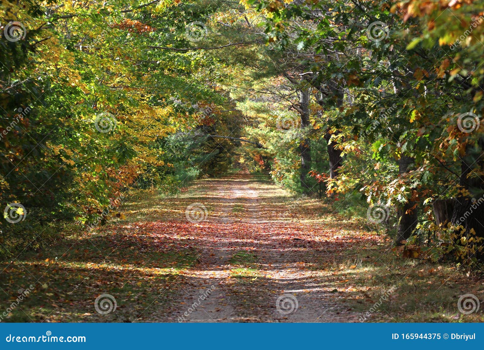 Fall Pathway with Colorfull Leaves and Trees Stock Image - Image of ...