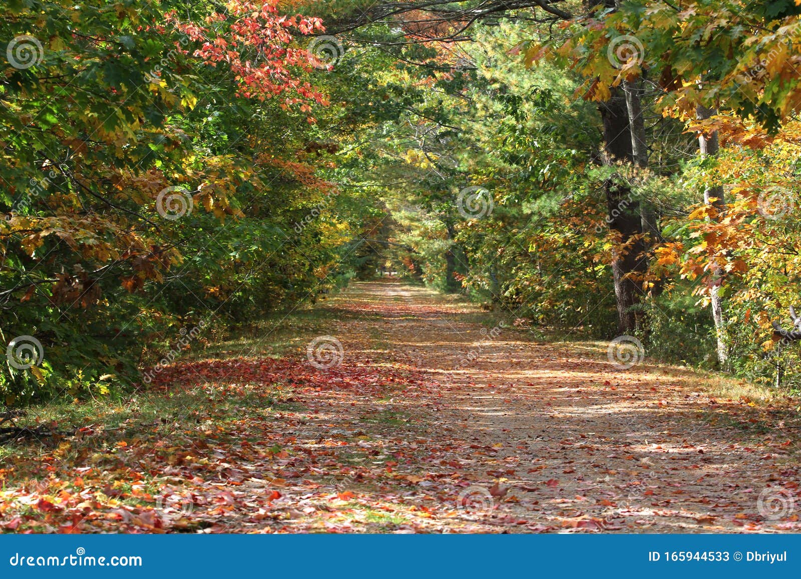 Fall Pathway with Colorfull Leaves and Trees Stock Image - Image of ...