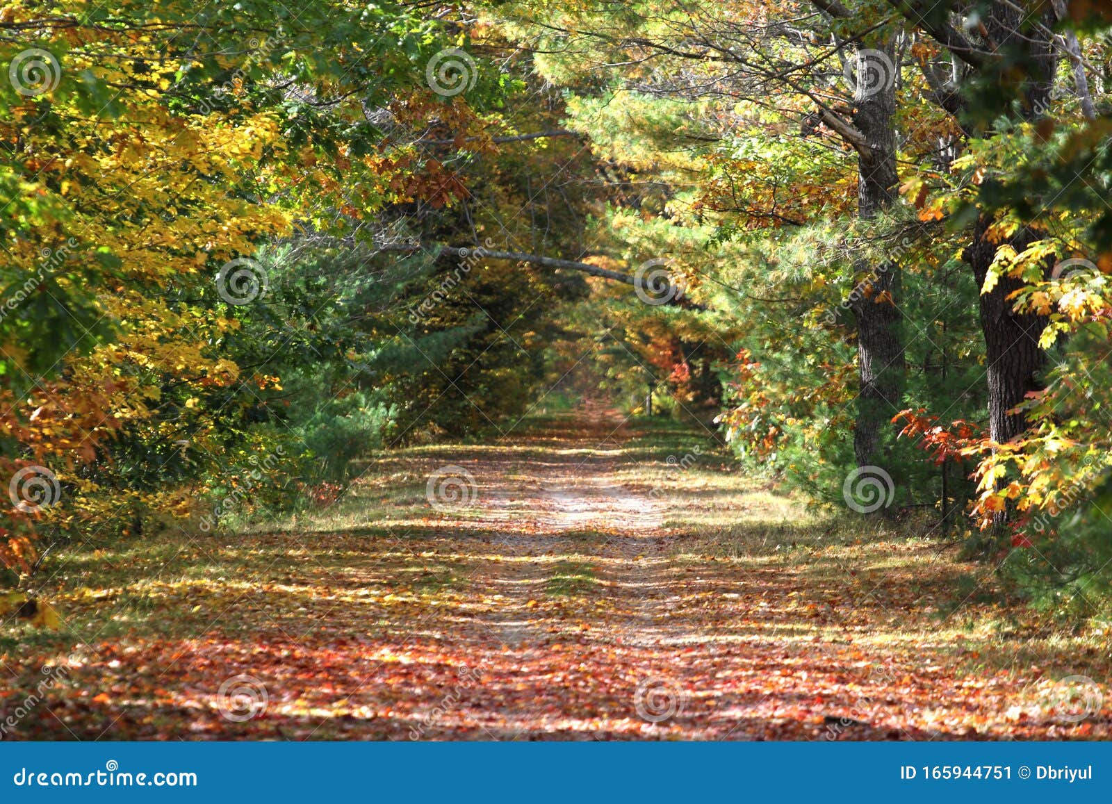 Fall Pathway with Colorfull Leaves and Trees Stock Image - Image of ...