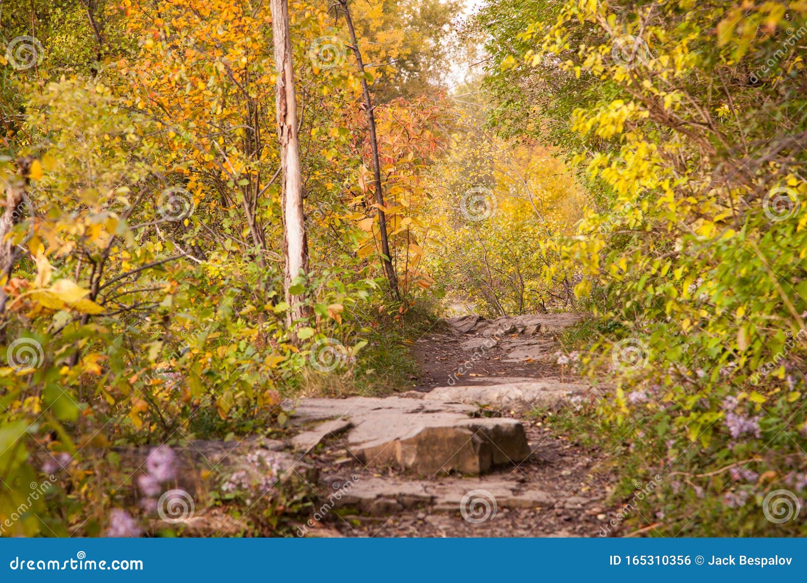 Fall Pathway in the Forest 2 Stock Photo - Image of idyllic, green ...