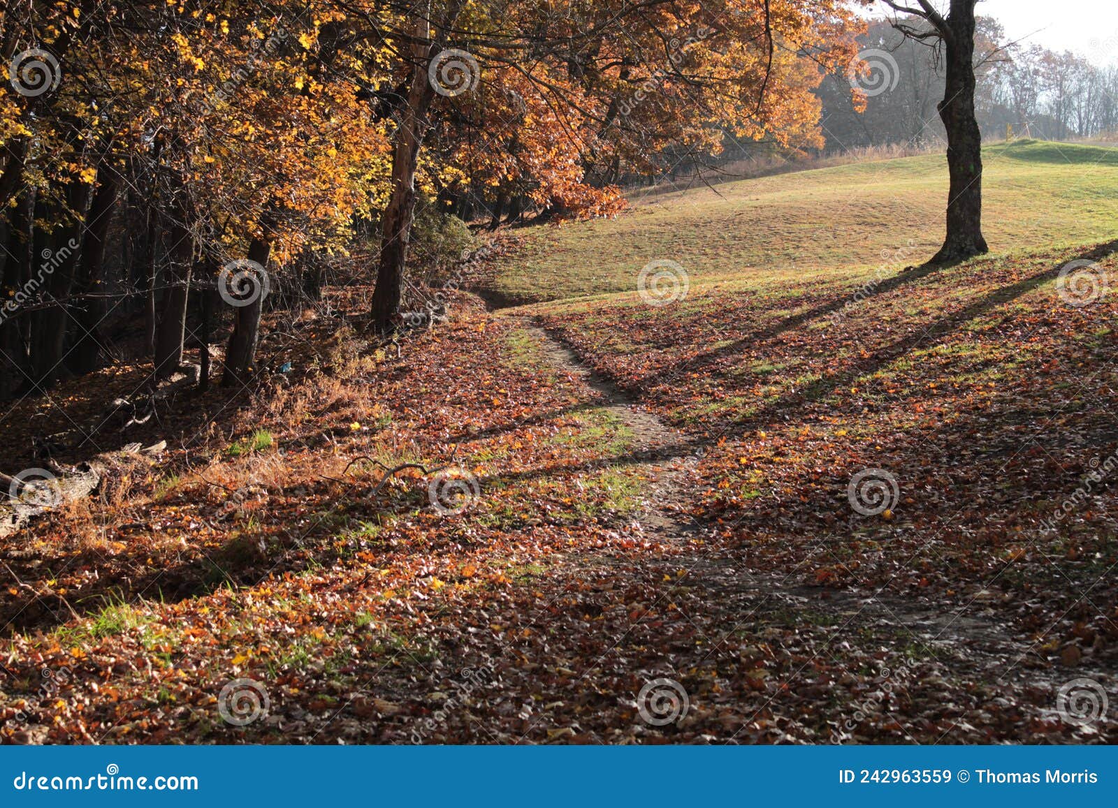 Fall Pathway with Leaves and Shadows Stock Image - Image of forest ...