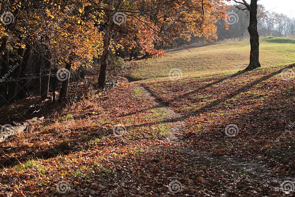 Fall Pathway with Leaves and Shadows Stock Image - Image of forest ...