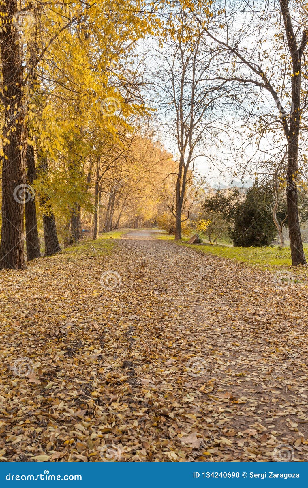 Fall Pathway with Trees and Leaves on Floor Stock Photo - Image of ...