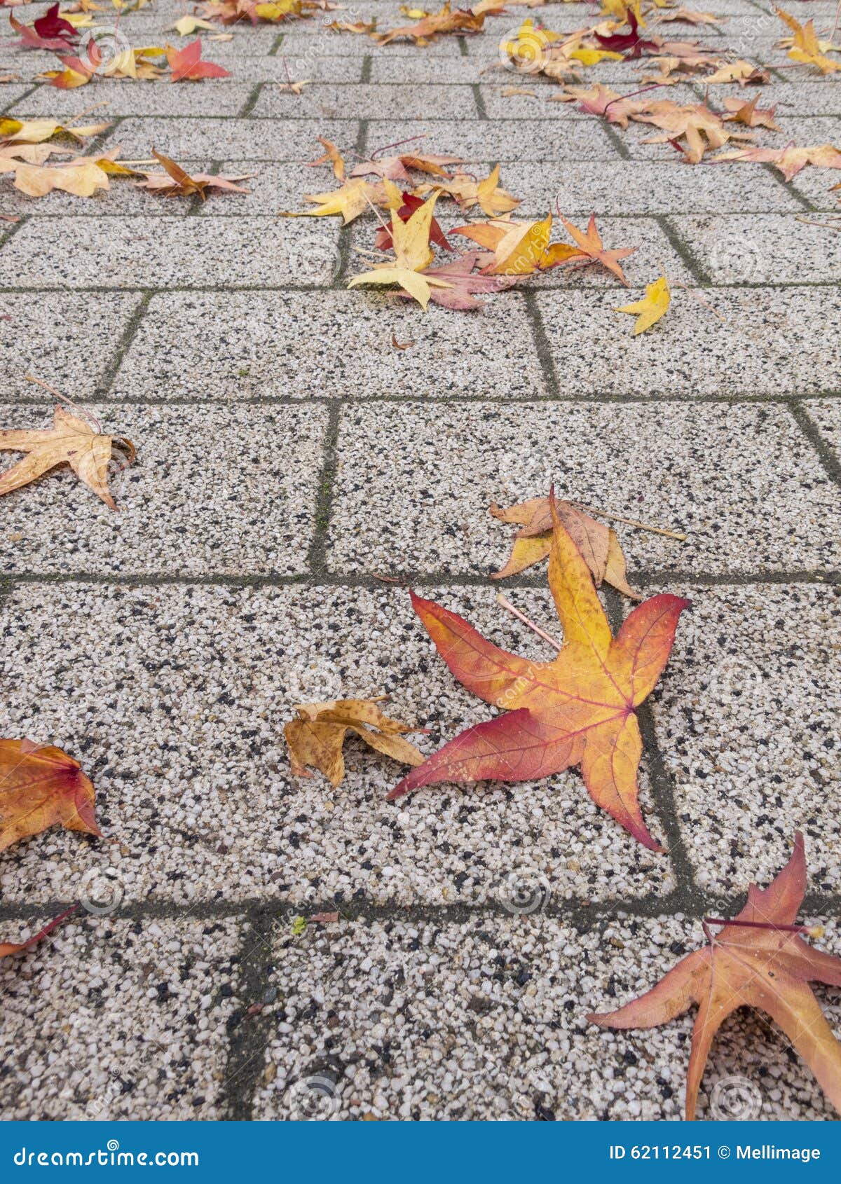 Fall pavement stock image. Image of leavesn, autumn, grey - 62112451