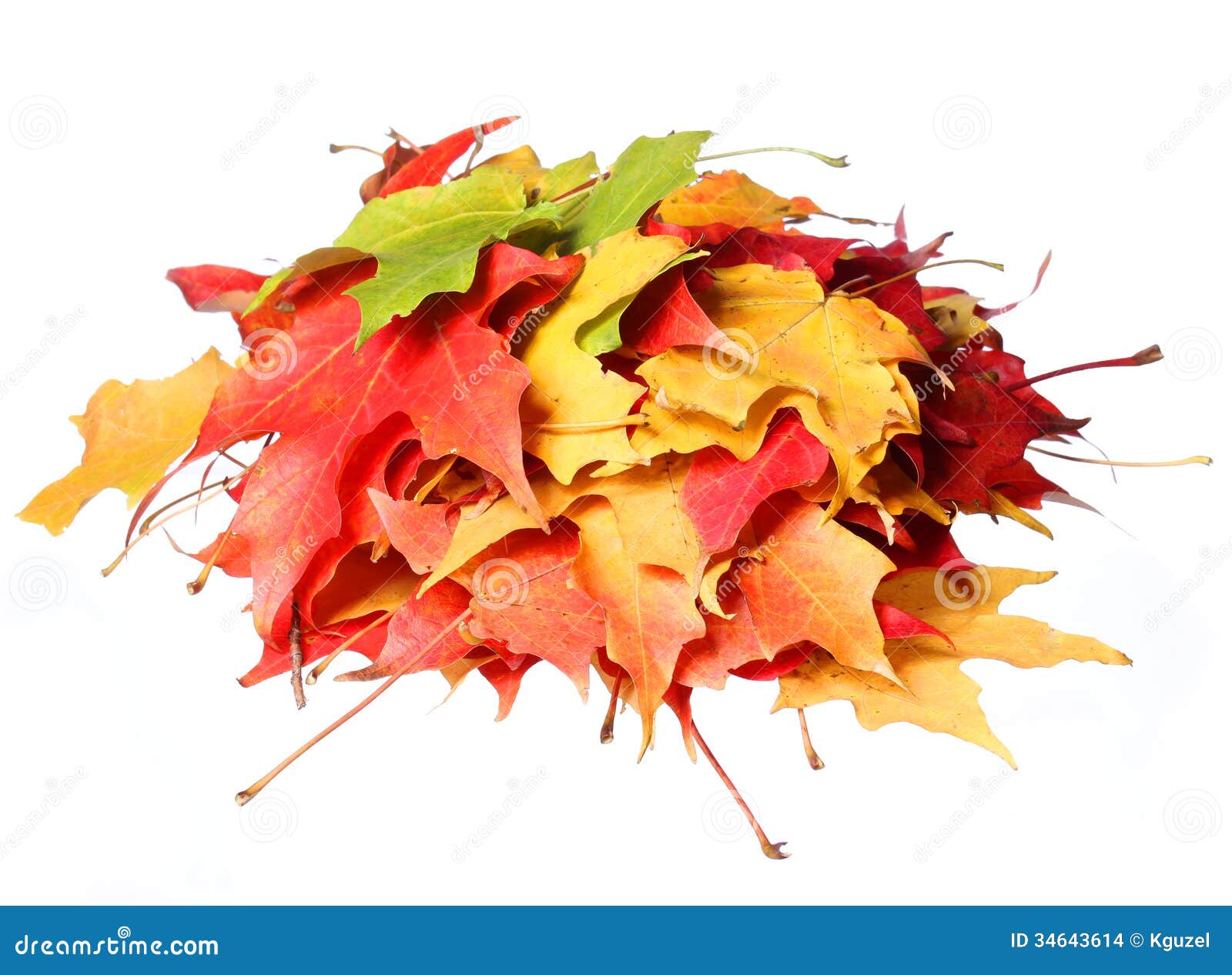 Fall. Pile of Colored Maple Leafs Isolated Stock Photo - Image of decor ...