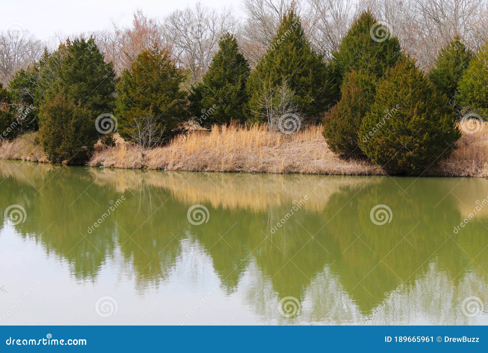 Fall Pine Trees Reflection Calm Lake Scene Stock Image - Image of flow ...