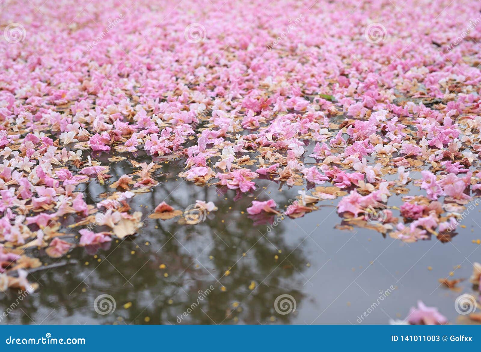 Fall Pink Flower Fully in the Pond Surface Stock Image - Image of ...