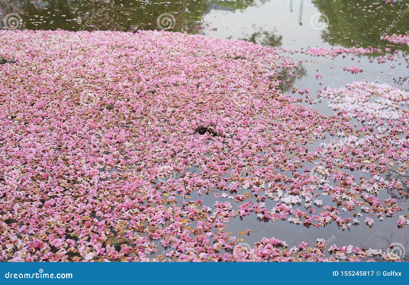 Fall Pink Flower Fully in the Pond Surface Stock Image - Image of ...