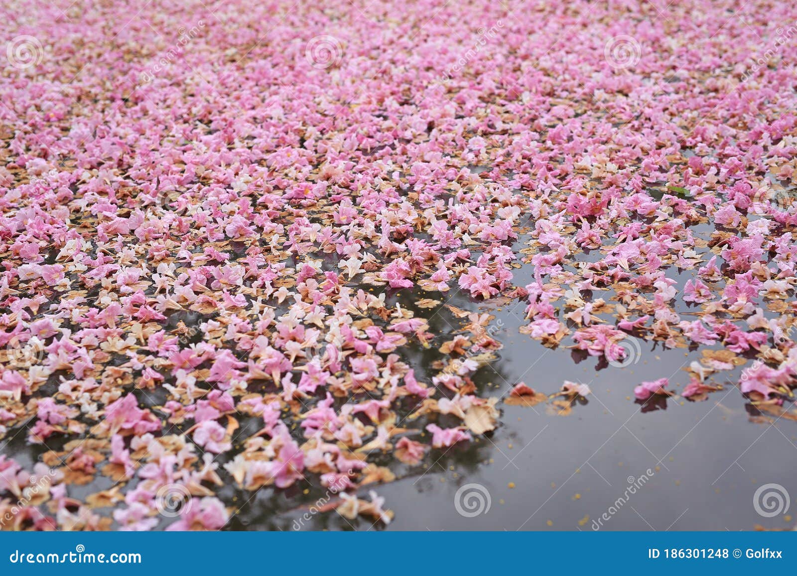 Fall Pink Flower Fully in the Water Surface Outdoor Stock Photo - Image ...