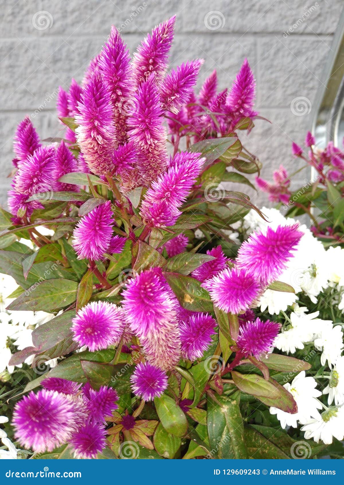 Fall Pink Flowers stock image. Image of pink, flowers - 129609243