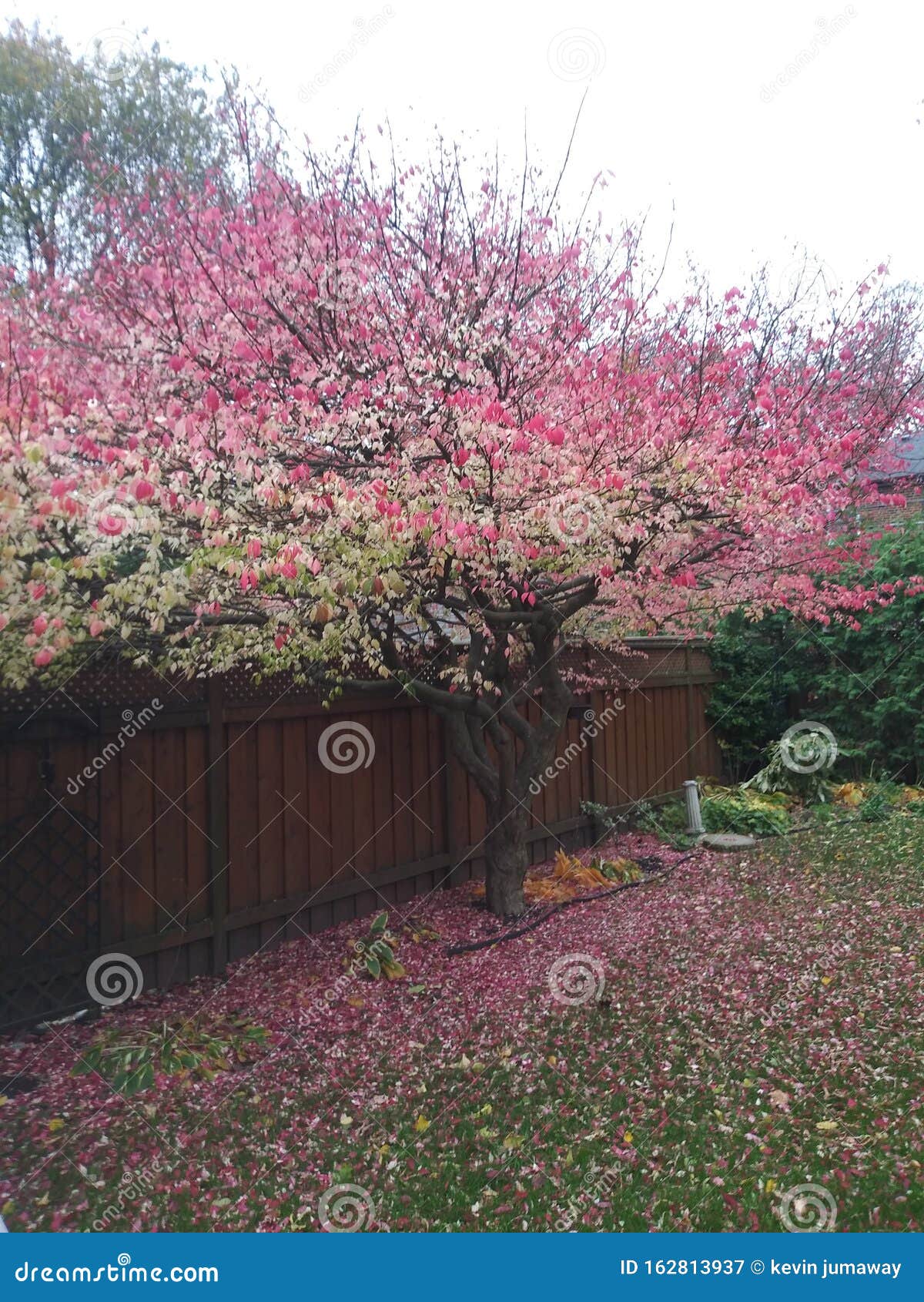 Fall stock image. Image of fall, tree, leaves, falling - 162813937