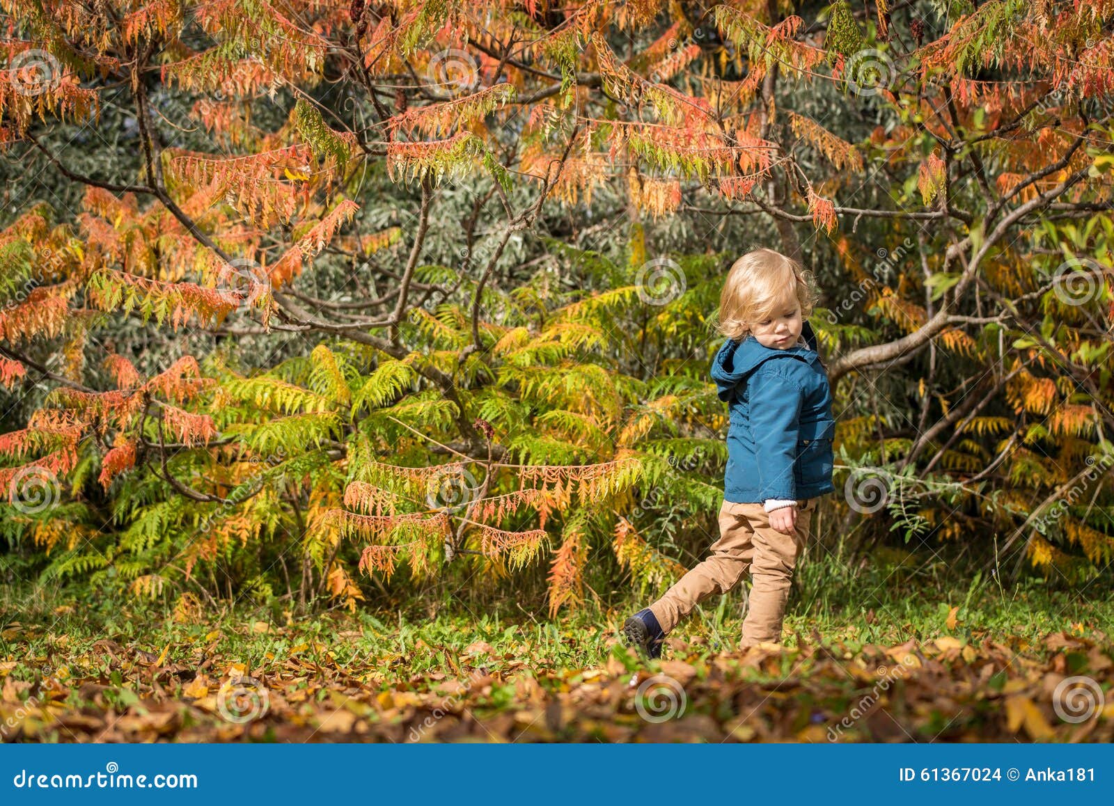 Fall playing stock photo. Image of head, outside, little - 61367024