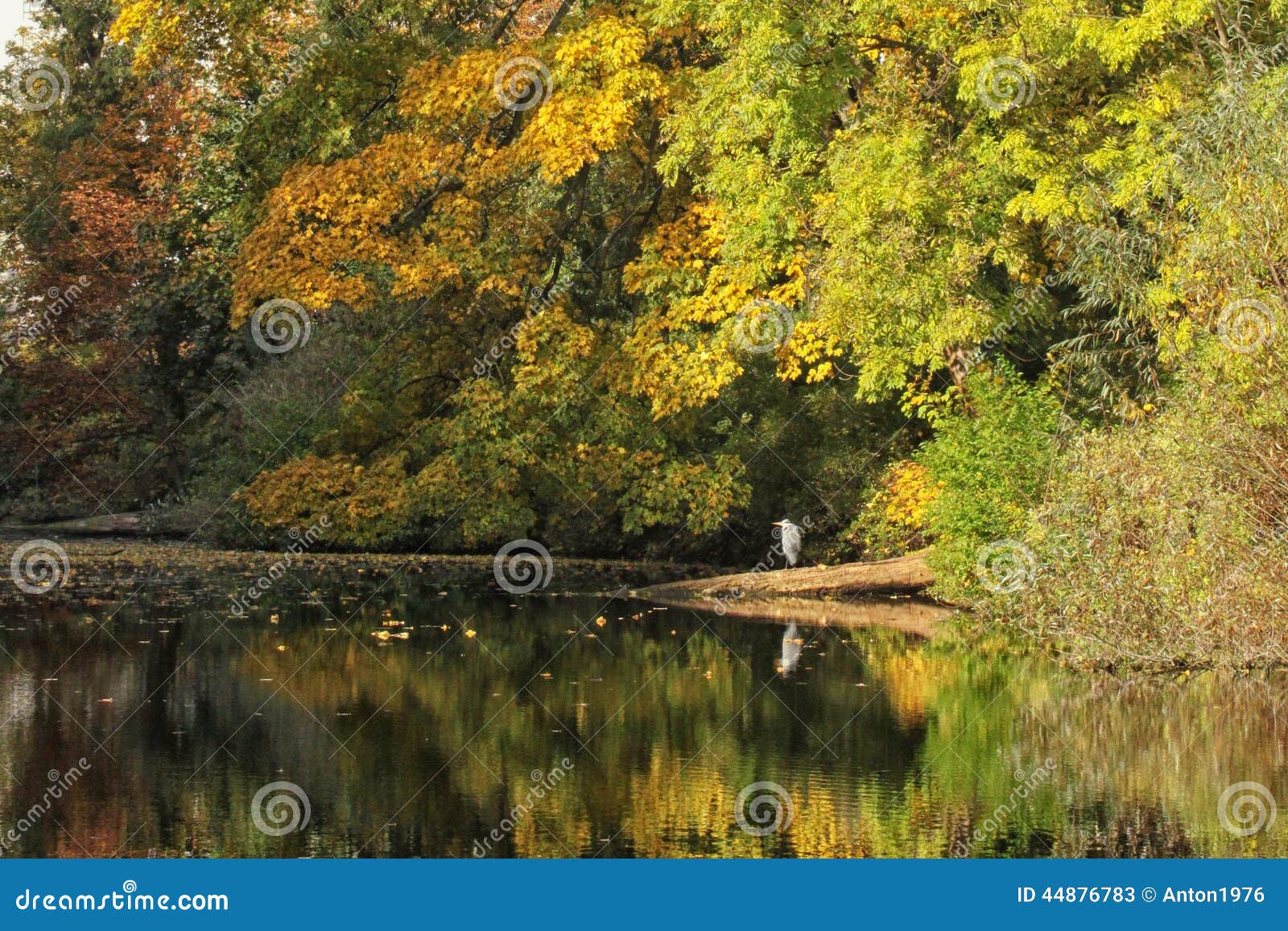 Fall pond stock image. Image of natural, october, grass - 44876783