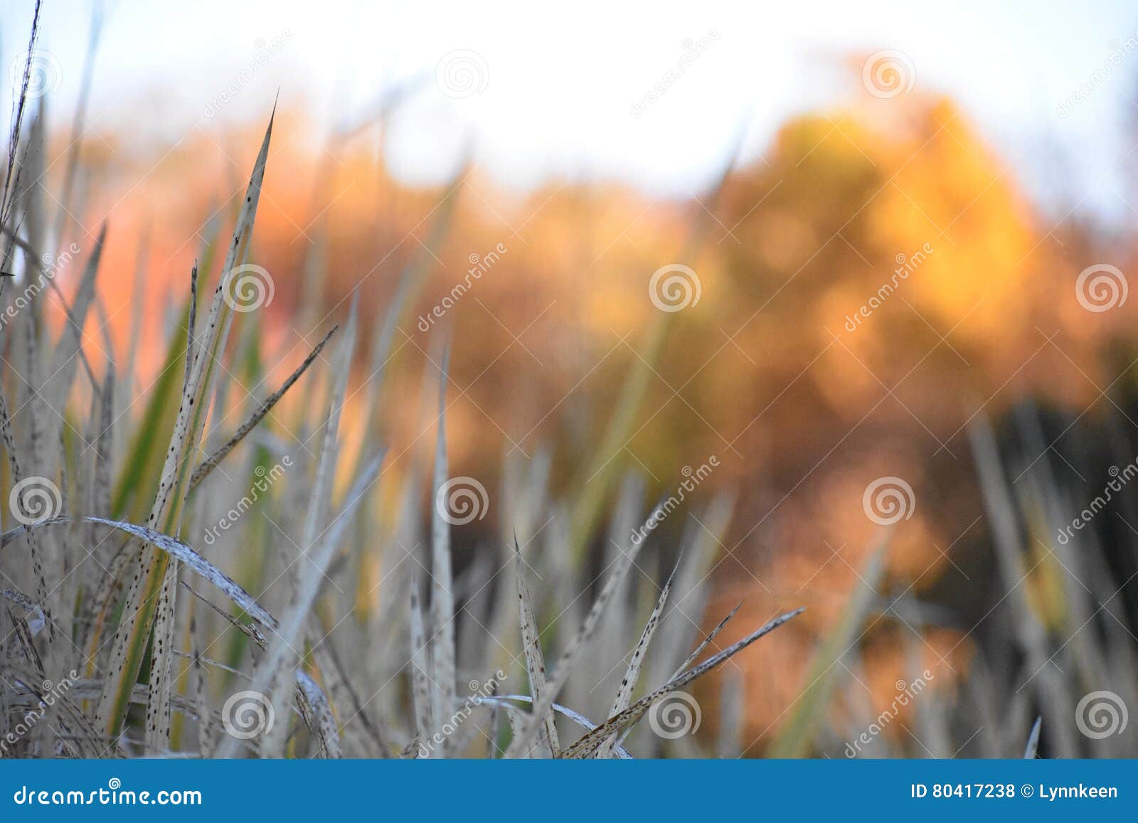Fall on the pond stock photo. Image of screen, fall, wallpaper - 80417238