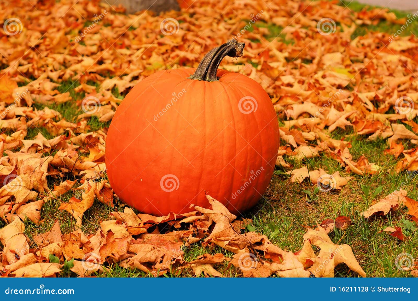 Fall Pumpkin stock photo. Image of single, food, harvest - 16211128