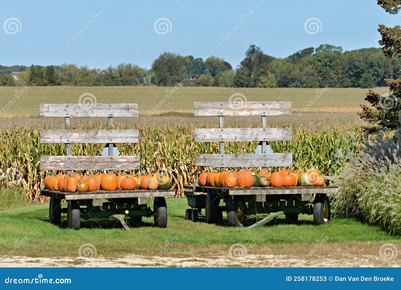 Fall Pumpkin Harvest on Old Farm Wagons in Front of a Corn Field Stock ...