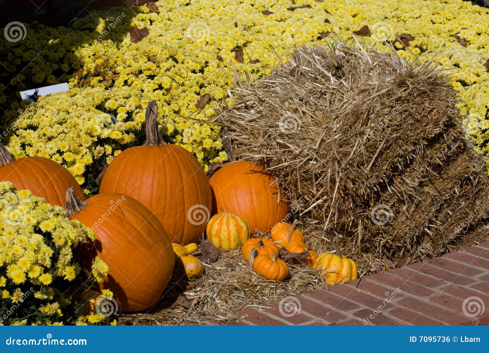 Fall pumpkin scene stock photo. Image of vegetable, autumn - 7095736