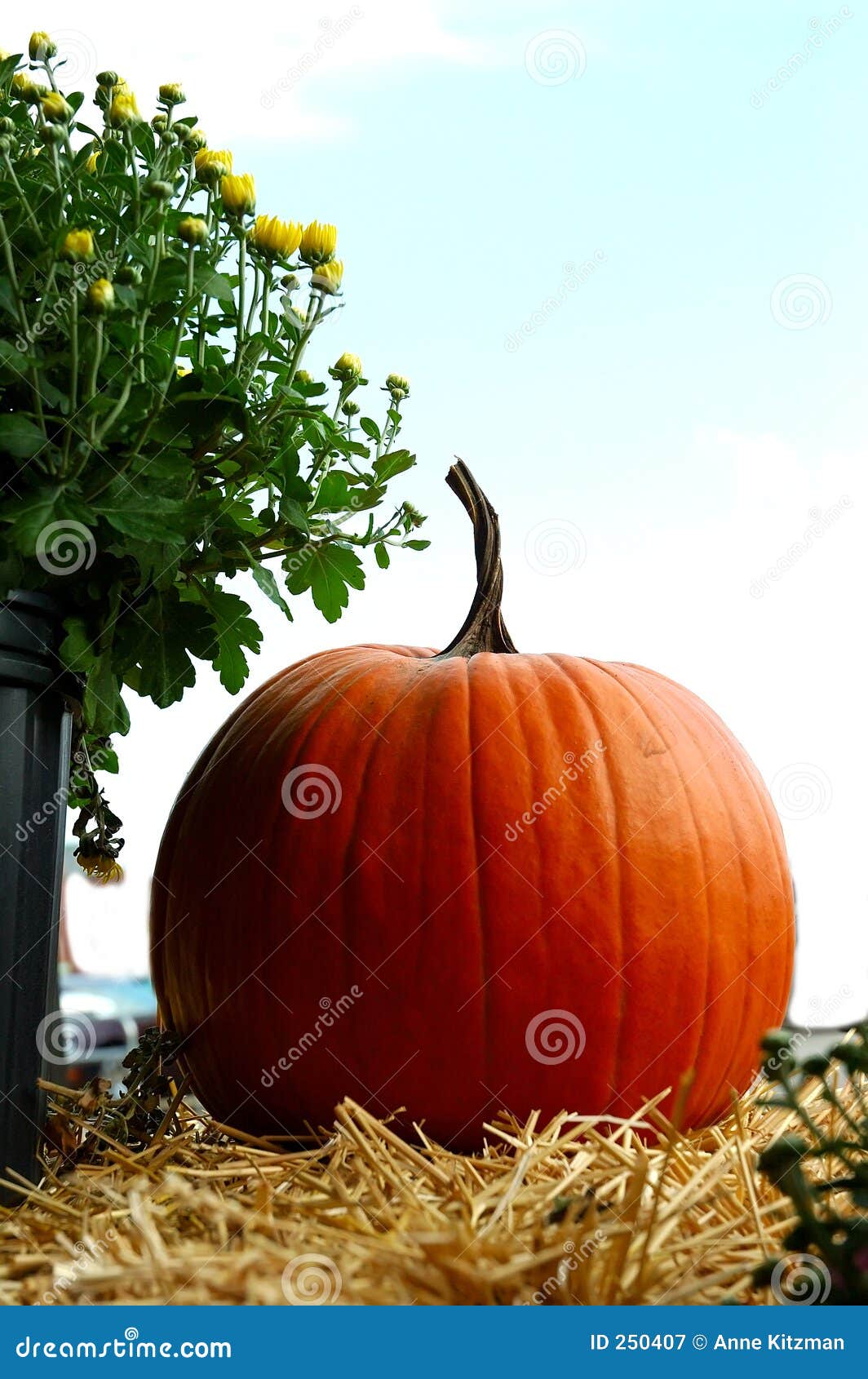 Fall Pumpkins stock image. Image of food, vegetables, nature - 250407