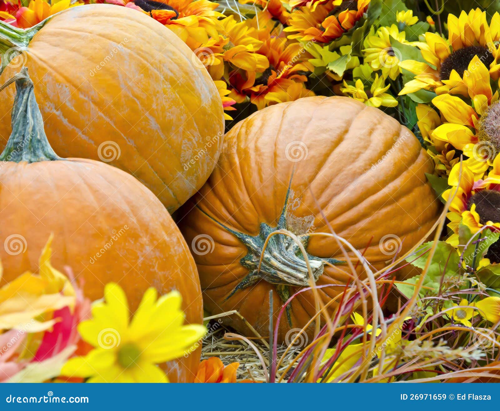Fall pumpkins stock image. Image of vegetable, october - 26971659