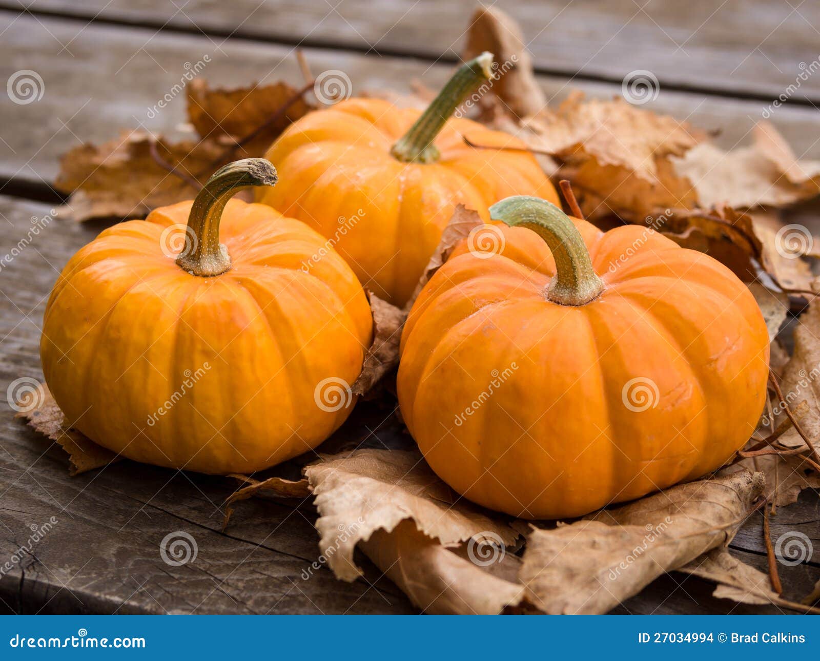 Fall pumpkins stock photo. Image of pumpkins, food, pumpkin - 27034994