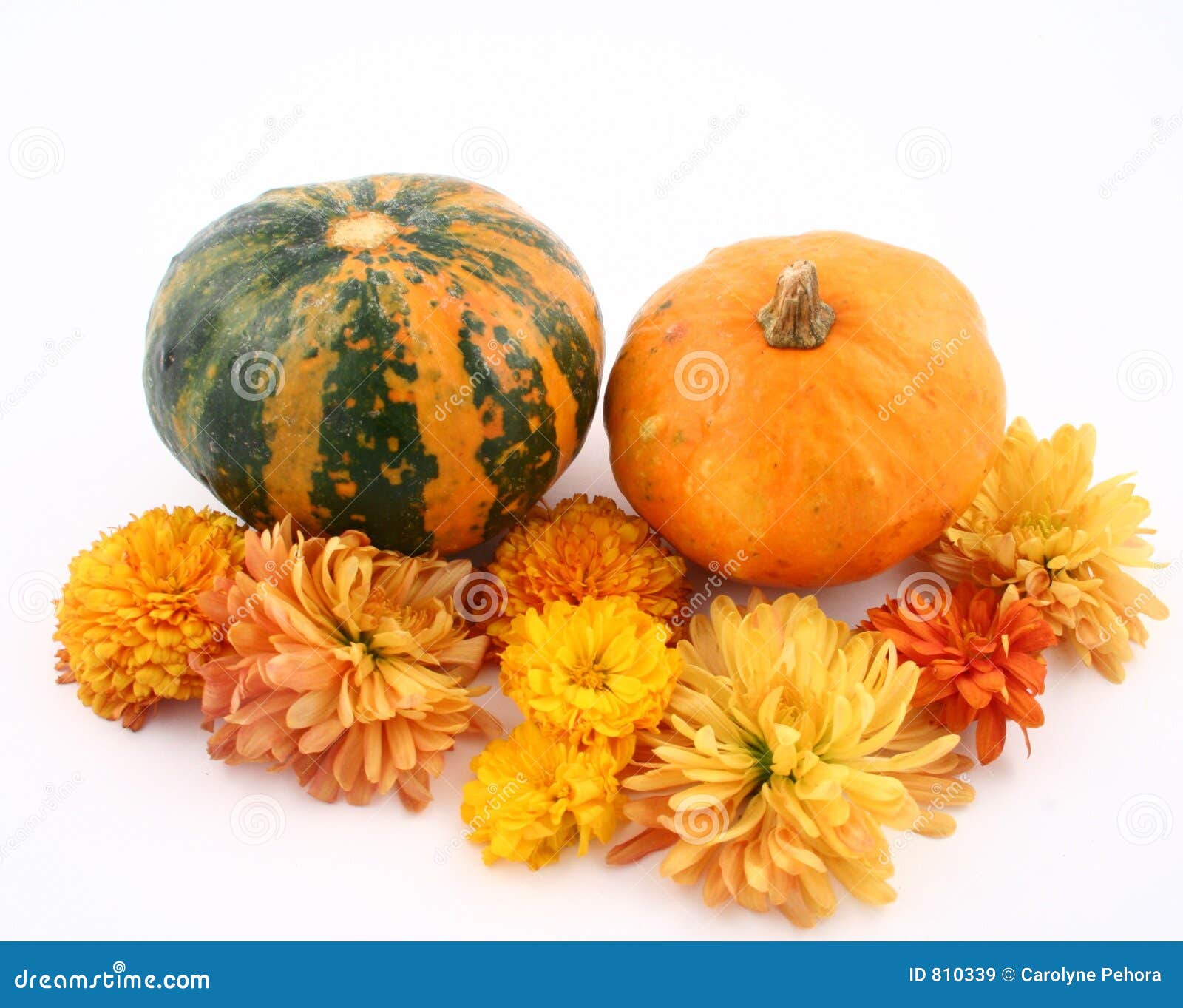 Fall Pumpkins stock image. Image of chrysanthemums, flower - 810339